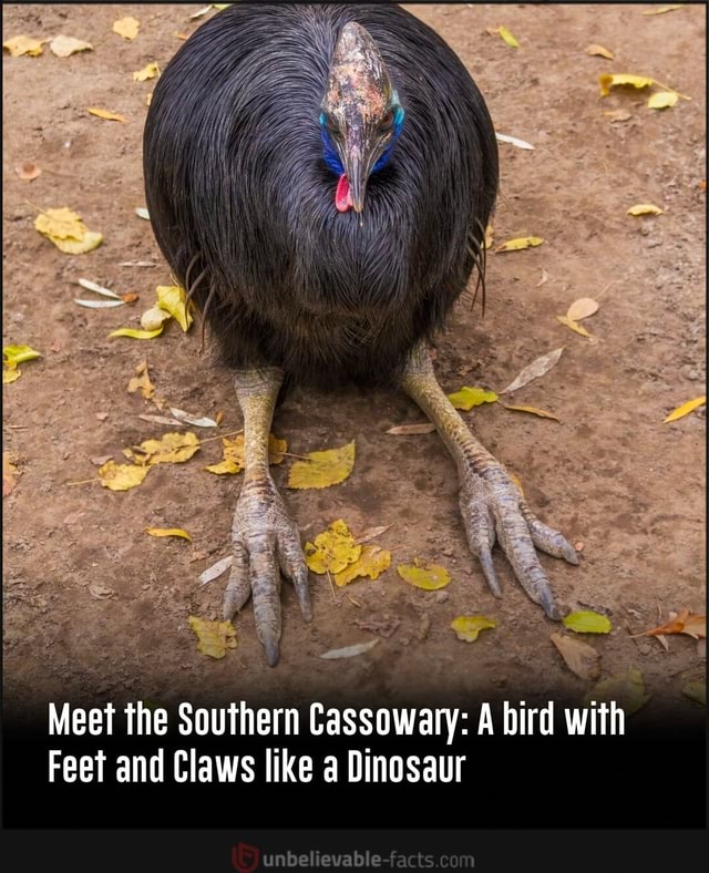 N/A - Meet the Southern Cassowary: A bird with Feet and Claws like a ...