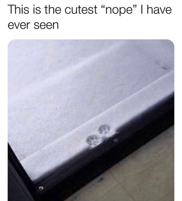 This is the cutest "nope" I have ever seen - iFunny