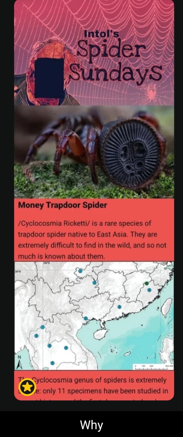 Money Trapdoor Sp /Cyclocosmia Ricketti/ is a rare species of trapdoor ...