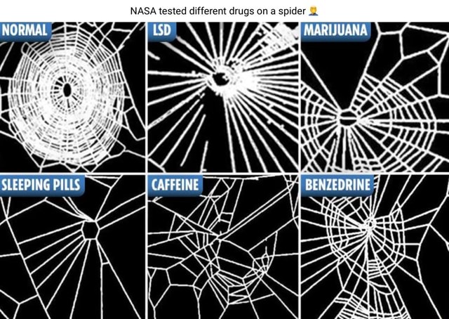 NASA tested different drugs on a spider SLEEDING as BENZEDRINE - iFunny