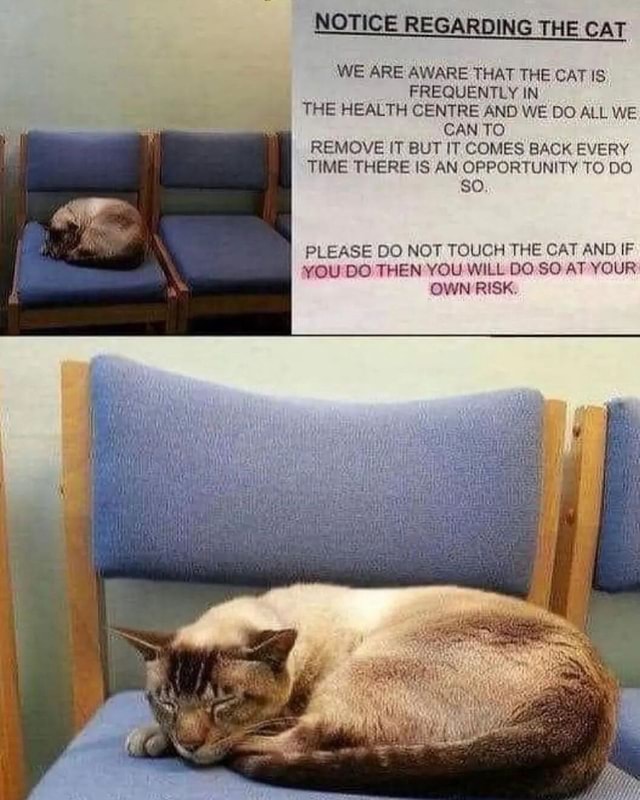 Catmemes catmemesdaily cat kitten instacat catmemesarethebest memecat ...
