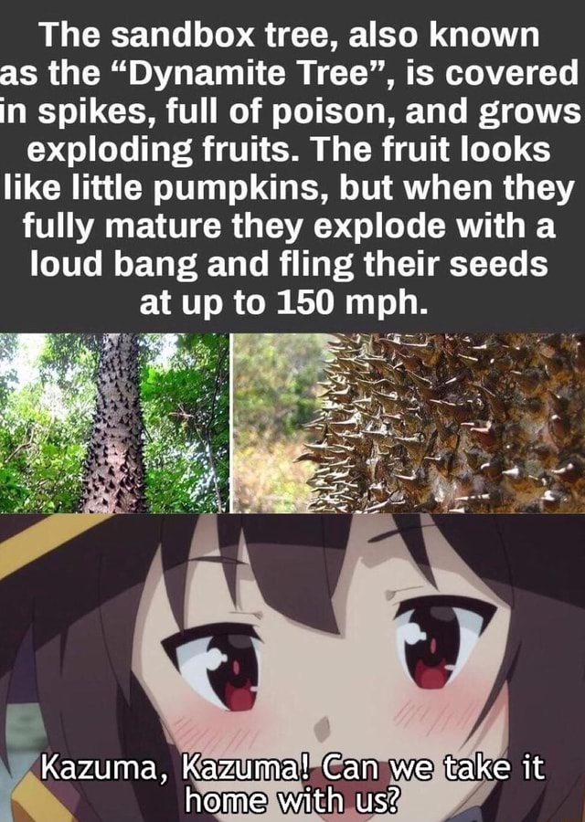 The sandbox tree, also known as the “Dynamite Tree”, is covered in ...