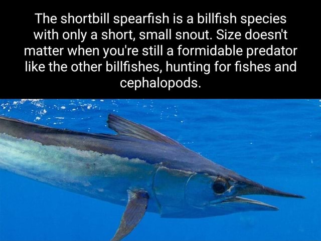 The shortbill spearfish is a billfish species with only a short, small ...