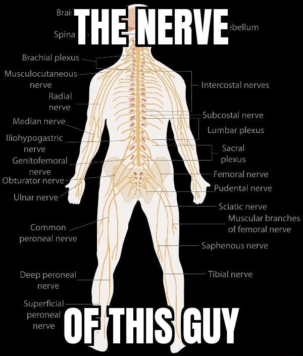 Brai 2bellum Spina Musculocutaneous. nerve Radial nerve Intercostal ...