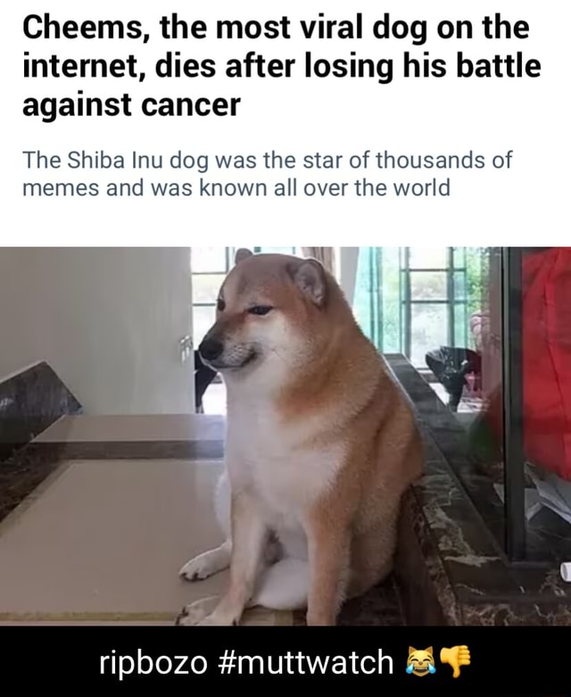 Cheems, the most viral dog on the internet, dies after losing his ...