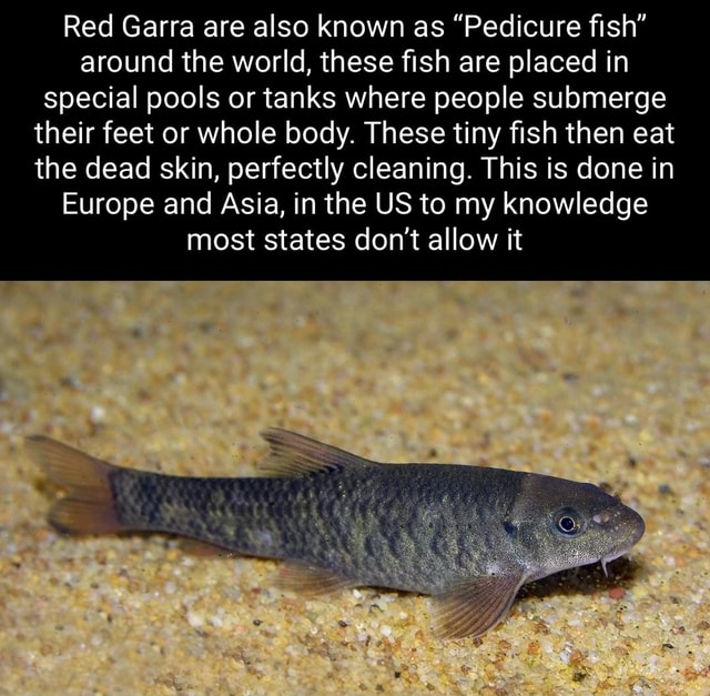 Red Garra are also known as "Pedicure fish" around the world, these ...