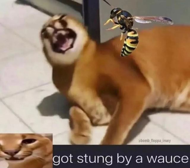 I bo got stung by a wauce - iFunny