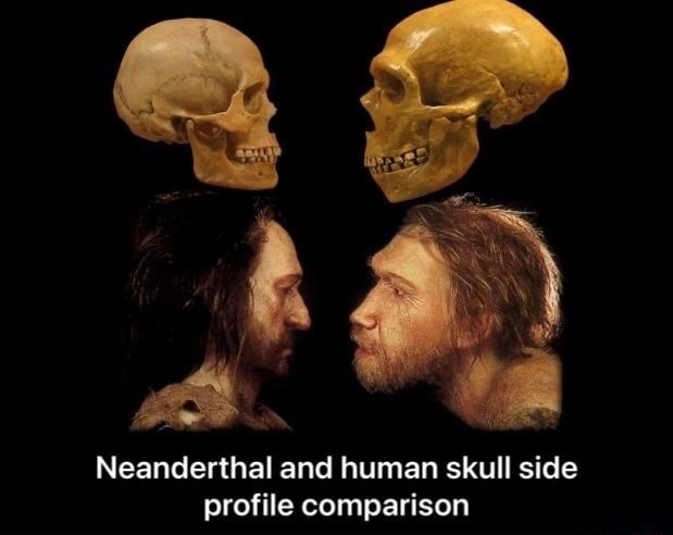 Neanderthal and human skull side profile comparison - iFunny