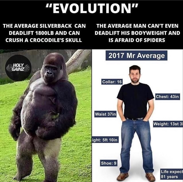 "EVOLUTION" THE AVERAGE SILVERBACK CAN THE AVERAGE MAN CAN'T EVEN ...