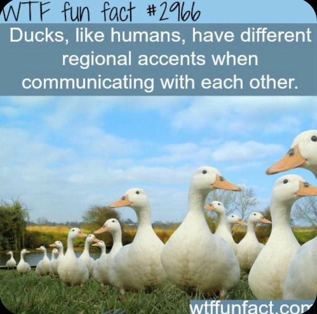 Fun fact Ducks, like humans, have different regional accents when ...