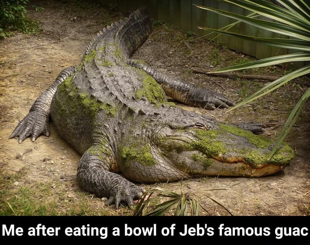 Me after eating a bowl of Jeb's famous guac - Me after eating a bowl of ...