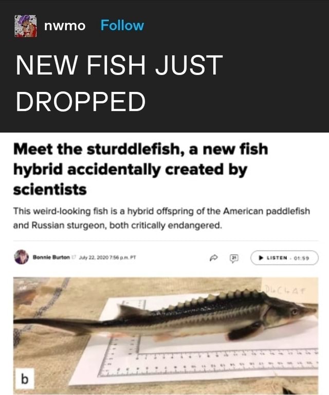 Nwmo NEW FISH JUST DROPPED Meet the sturddlefish, a new fish hybrid ...