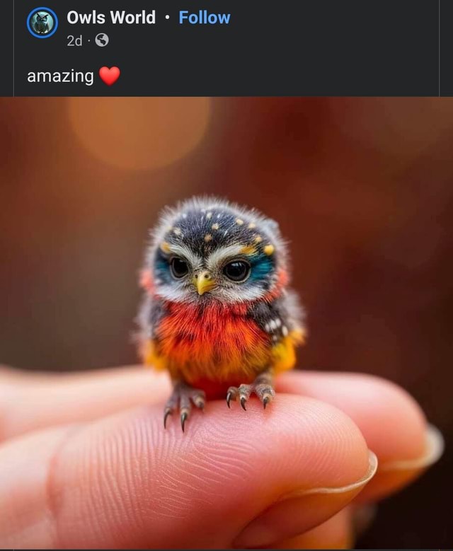 Owls World Follow amazing - iFunny