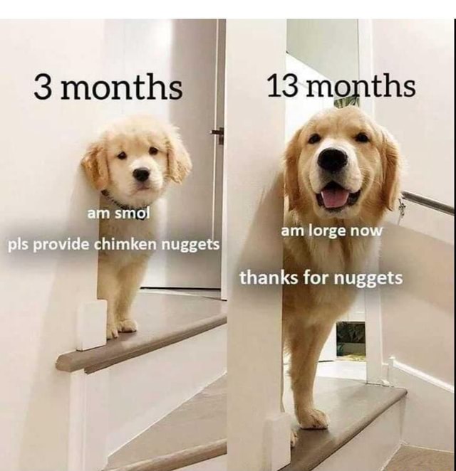 Meme Dump - 3 13 months am lorge now thanks for nuggets pls provide ...