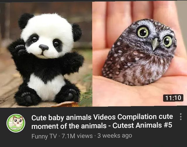 Cute baby animals Videos Compilation cute : moment of the animals ...