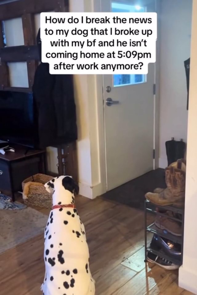 How do I break the news to my dog that I broke up with my bf and he isn ...
