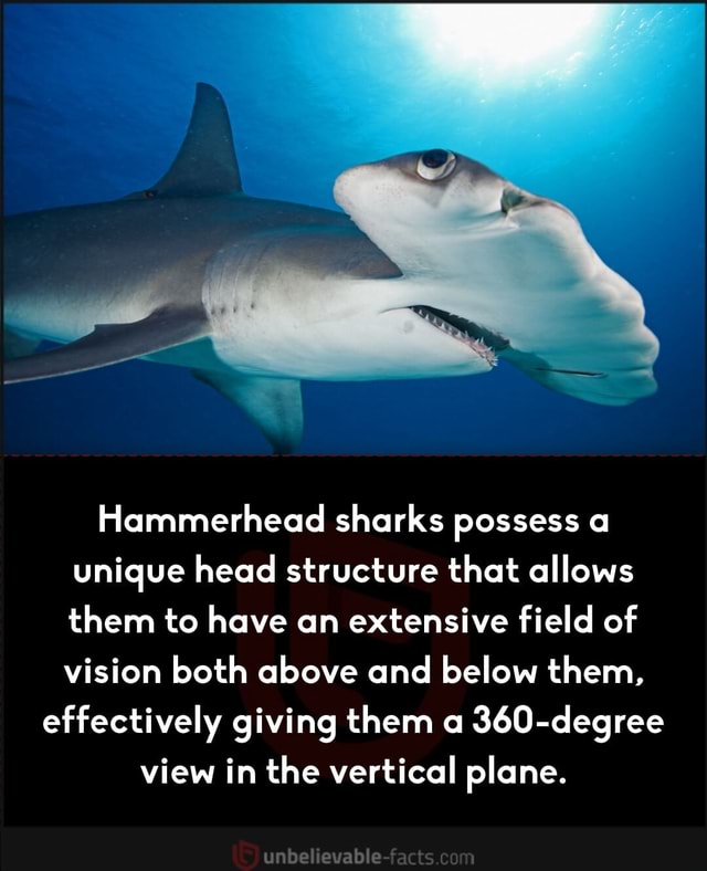 N/A - Hammerhead sharks possess a unique head structure that allows ...