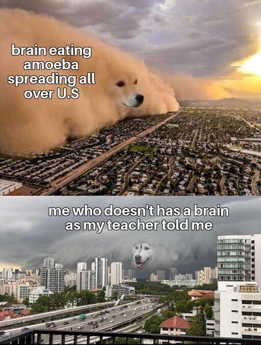 Brain eating amoeba spreading all over U.S me who doesn't has a brain ...