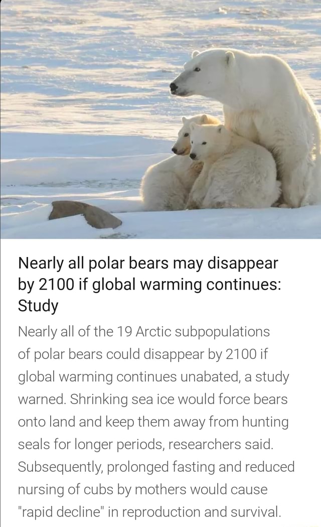 Nearly all polar bears may disappear by 2100 if global warming ...
