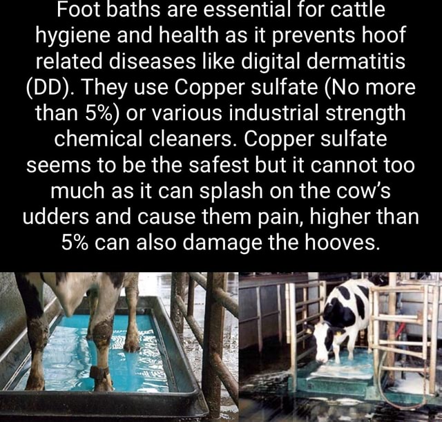 Foot baths are essential for cattle hygiene and health as it prevents ...