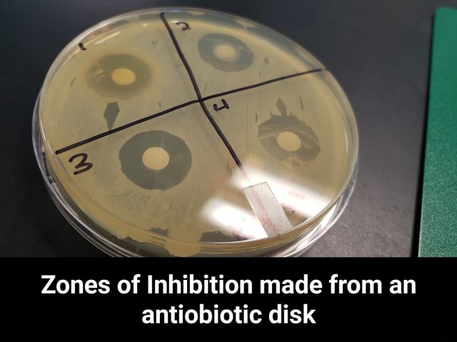 Zones of Inhibition made from an antiobiotic disk - Zones of Inhibition ...