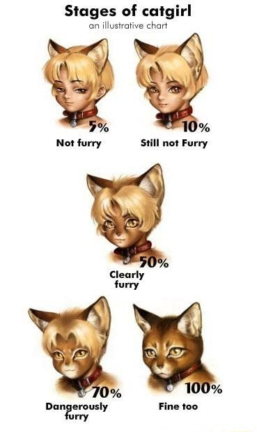 Stages of catgirl an illustrative chart Dangerously Fine too - iFunny