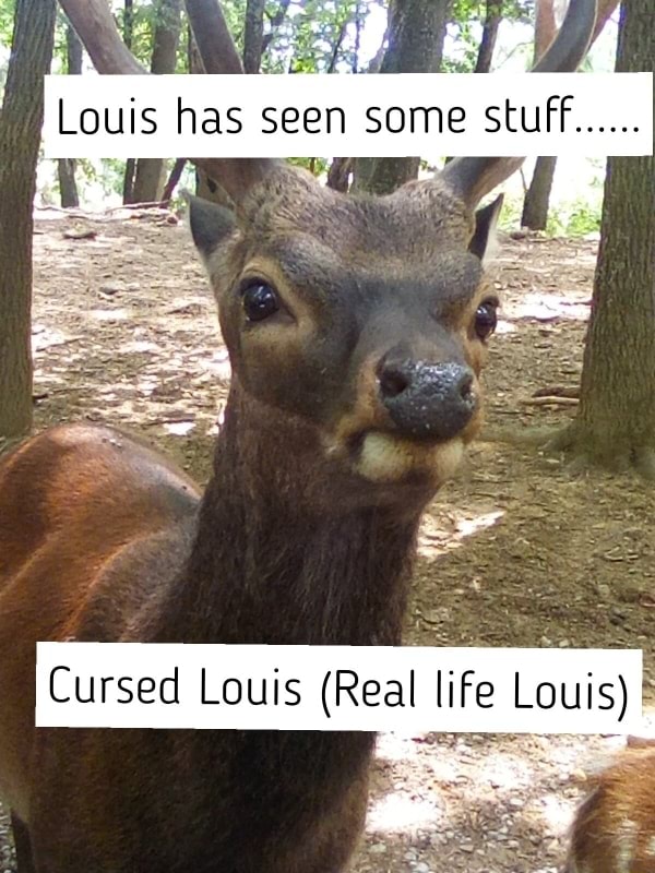 Loui is seen some Cursed Louis (Real life Louis) - iFunny