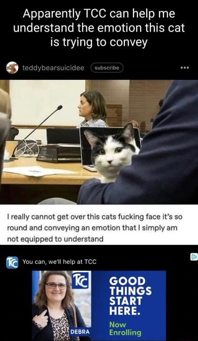 Apparently TCC can help me understand the emotion this cat is trying to ...