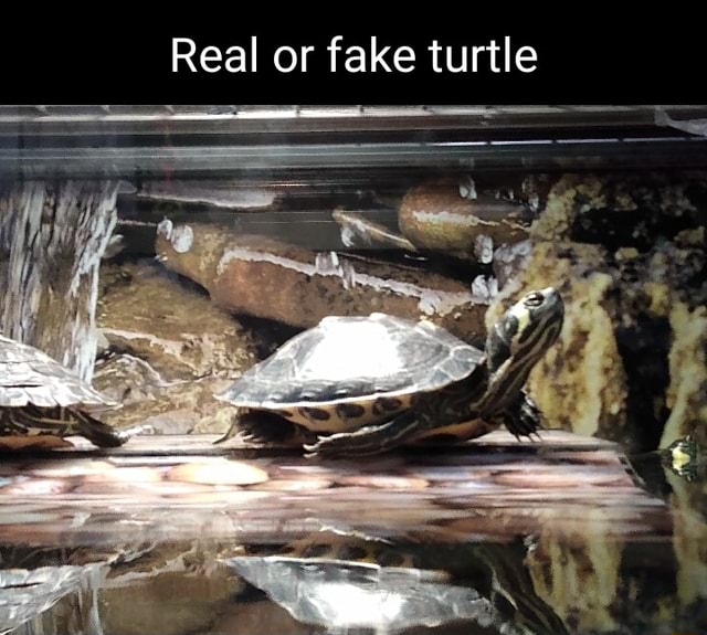 Real or fake turtle - iFunny