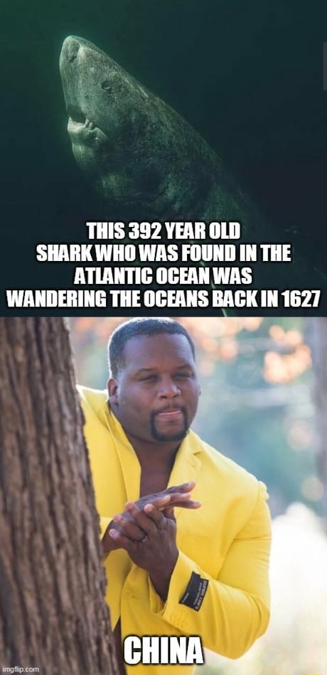 THIS 392 YEAR OLD SHARK WHO WAS FOUND IN THE ATLANTIC OCEAN WAS ...