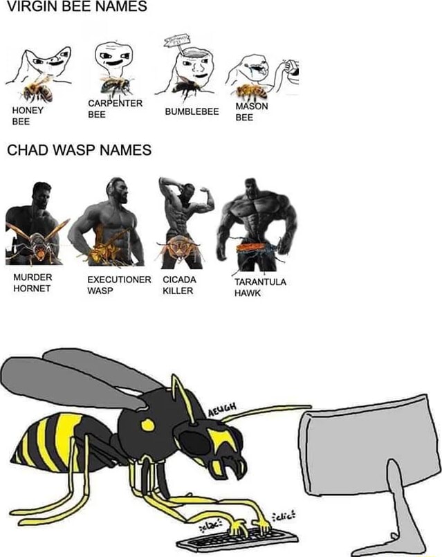 VIRGIN BEE NAMES carPENTER HONEY BEE BEE CHAD WASP NAMES MURDER ...