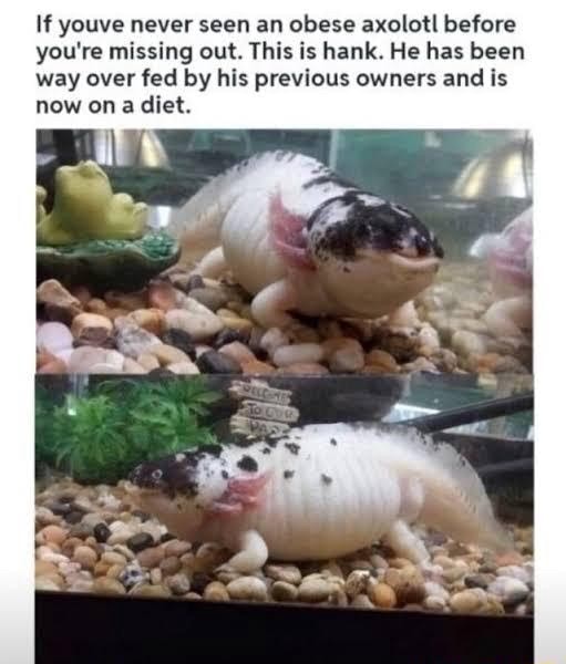 If youve never seen an obese axolotl before you're missing out. This is ...
