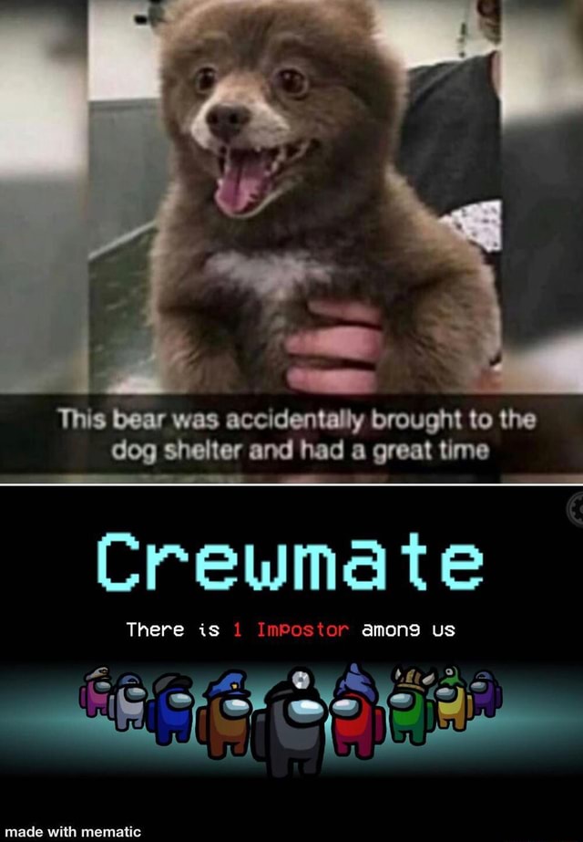 This bear was accidentally brought to the dog shelter and had a great ...