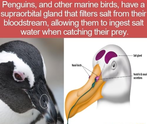 Penguins, and other marine birds, have a supraorbital gland that ...