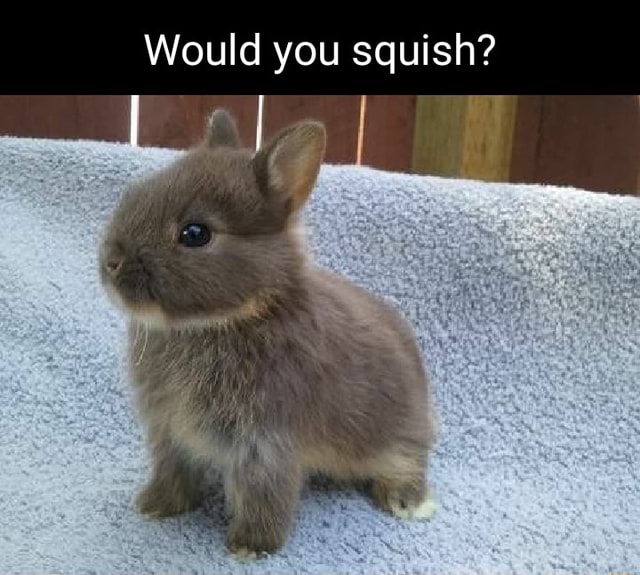 Would you squish? - iFunny