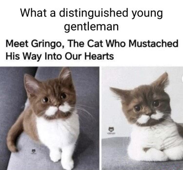 What a distinguished young gentleman Meet Gringo, The Cat Who Mustached ...