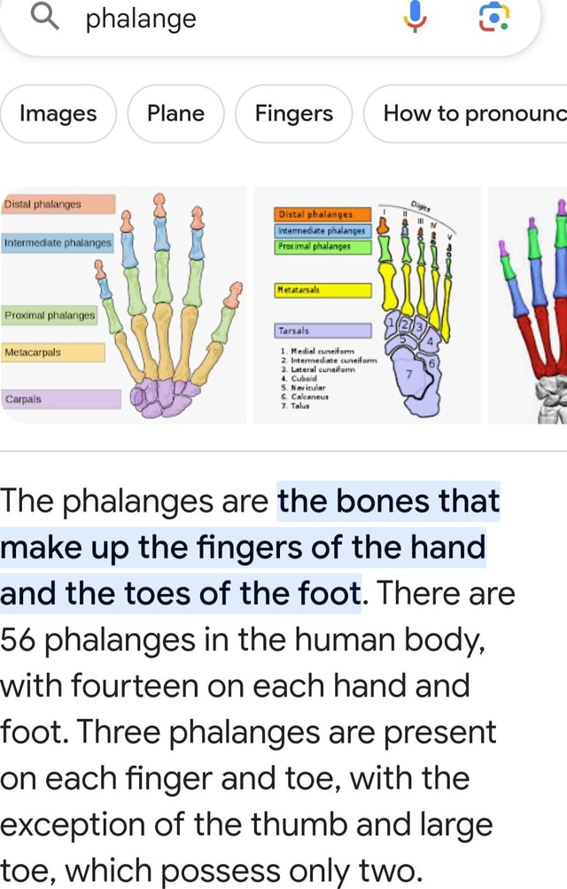 I Q. phalange Images Plane Fingers How to pronounc ER The phalanges are ...