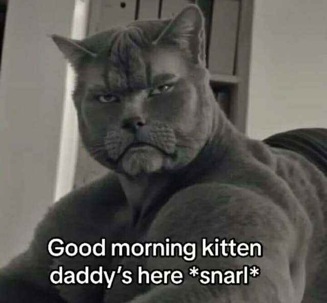 Good morning kitten daddy's here *snarl* - iFunny