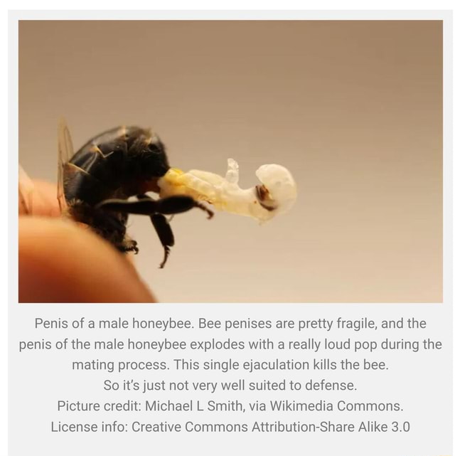 Penis of a male honeybee. Bee penises are pretty fragile, and the penis ...