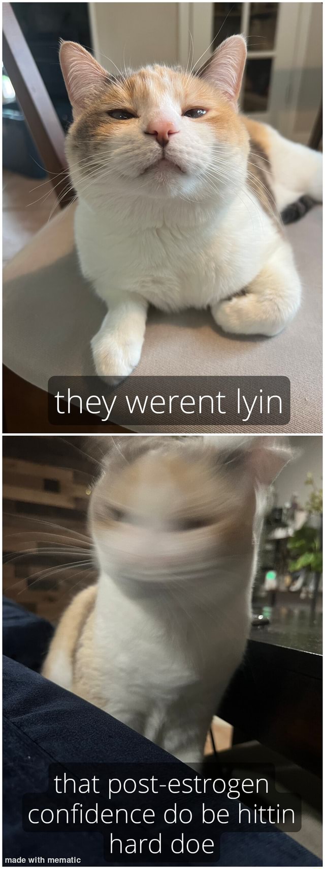 Panko cat - they werent lyin} that post-estrogen confidence do be ...