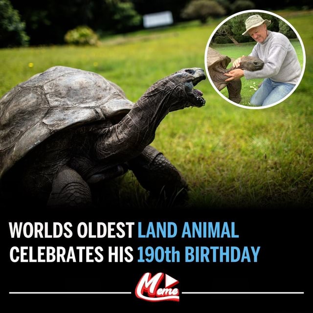 According to Guinness World Records, Jonathan the tortoise is the ...