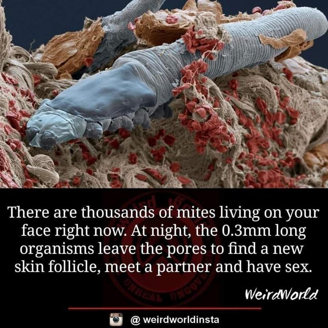 ASS There are thousands of mites living on your face right now. At ...