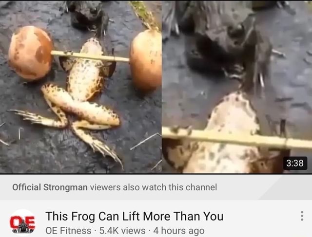 Official Strongman viewers also watch this channel This Frog Can Lift ...