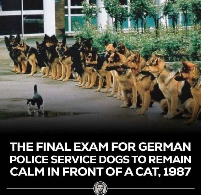 THE FINAL EXAM FOR GERMAN POLICE SERVICE DOGS TO REMAIN CALM IN FRONT ...