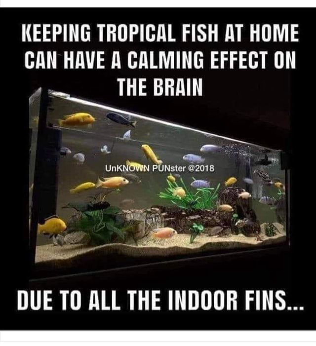 KEEPING TROPICAL FISH AT HOME CAN HAVE A CALMING EFFECT ON THE BRAIN ...
