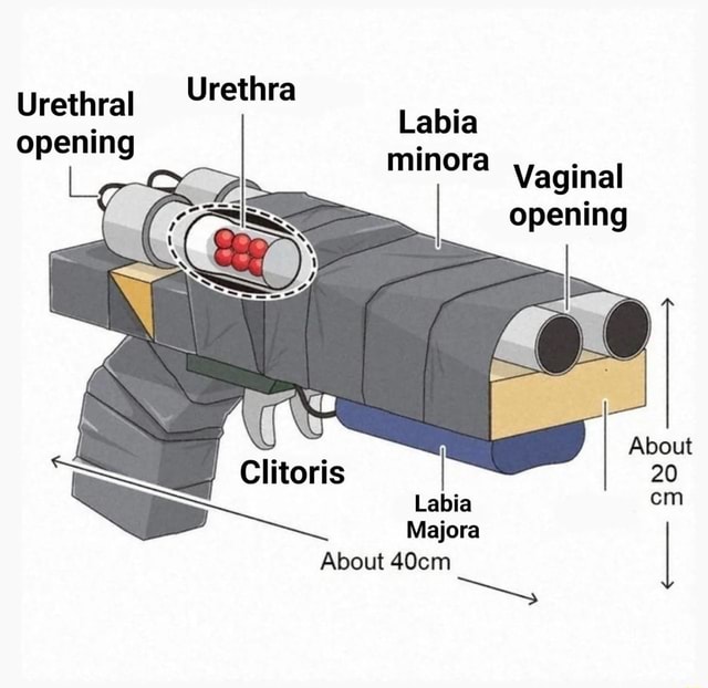 Urethral Urethra Labia opening minora Vaginal opening About Clitoris 20 ...
