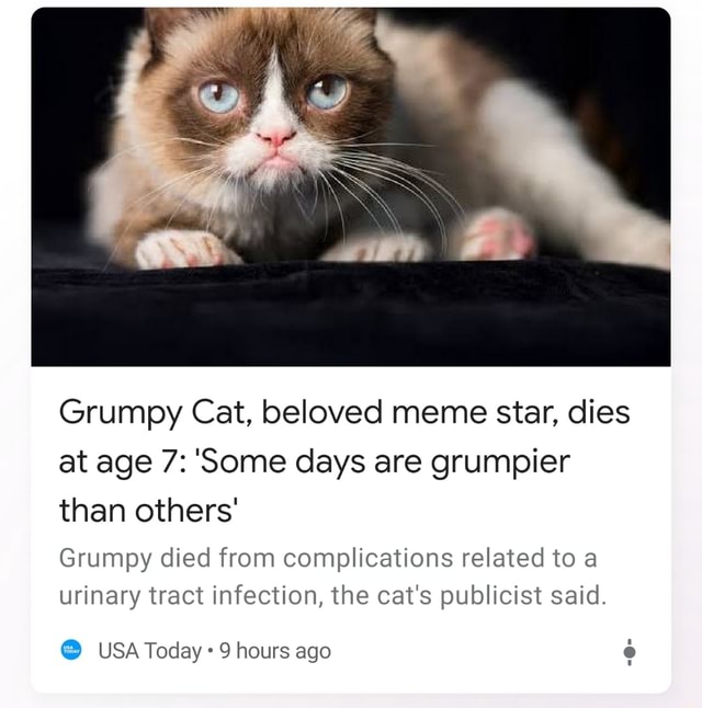 Grumpy Cat, beloved meme star, dies at age 7: 'Some days are grumpier ...