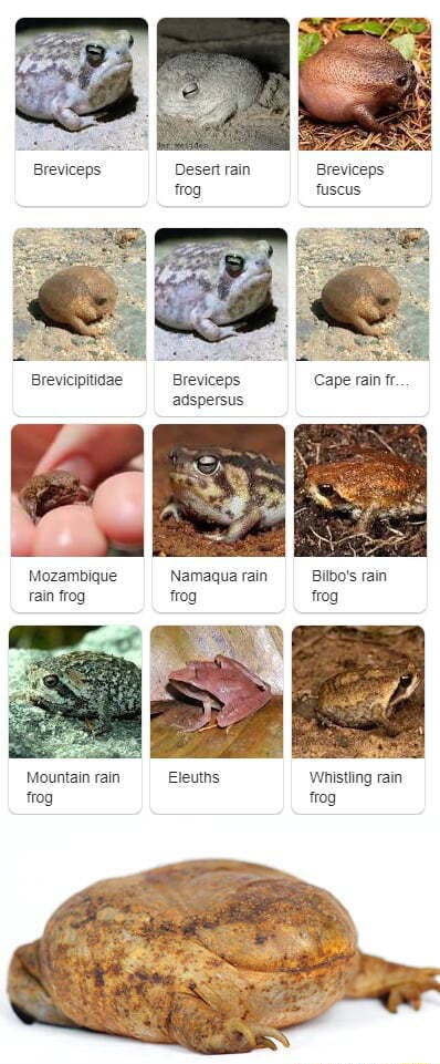 Breviceps Desert rain Breviceps frog fuscus Brevicipitidae Breviceps ...