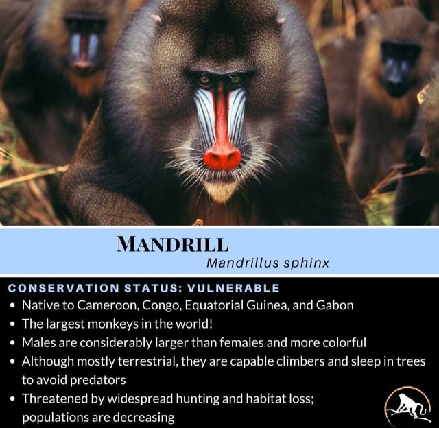 MANDRILL Mandrillus sphinx CONSERVATION STATUS: VULNERABLE Native to ...