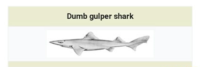 Dumb gulper shark - iFunny